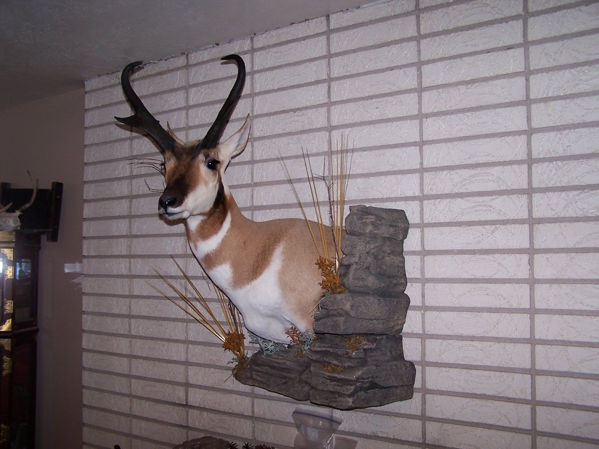 True to Life Taxidermy: Antelope Shoulder Mount with Habitat
