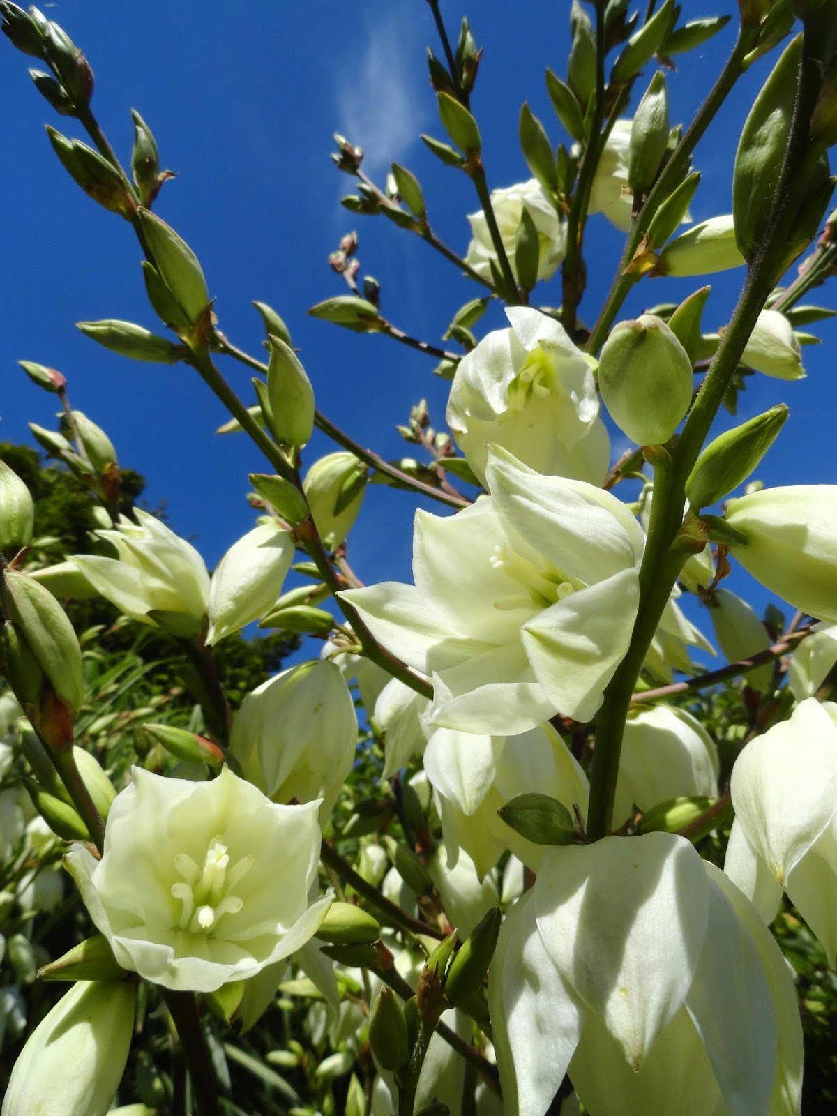 danger garden: Flicker Farm on Sauvie Island