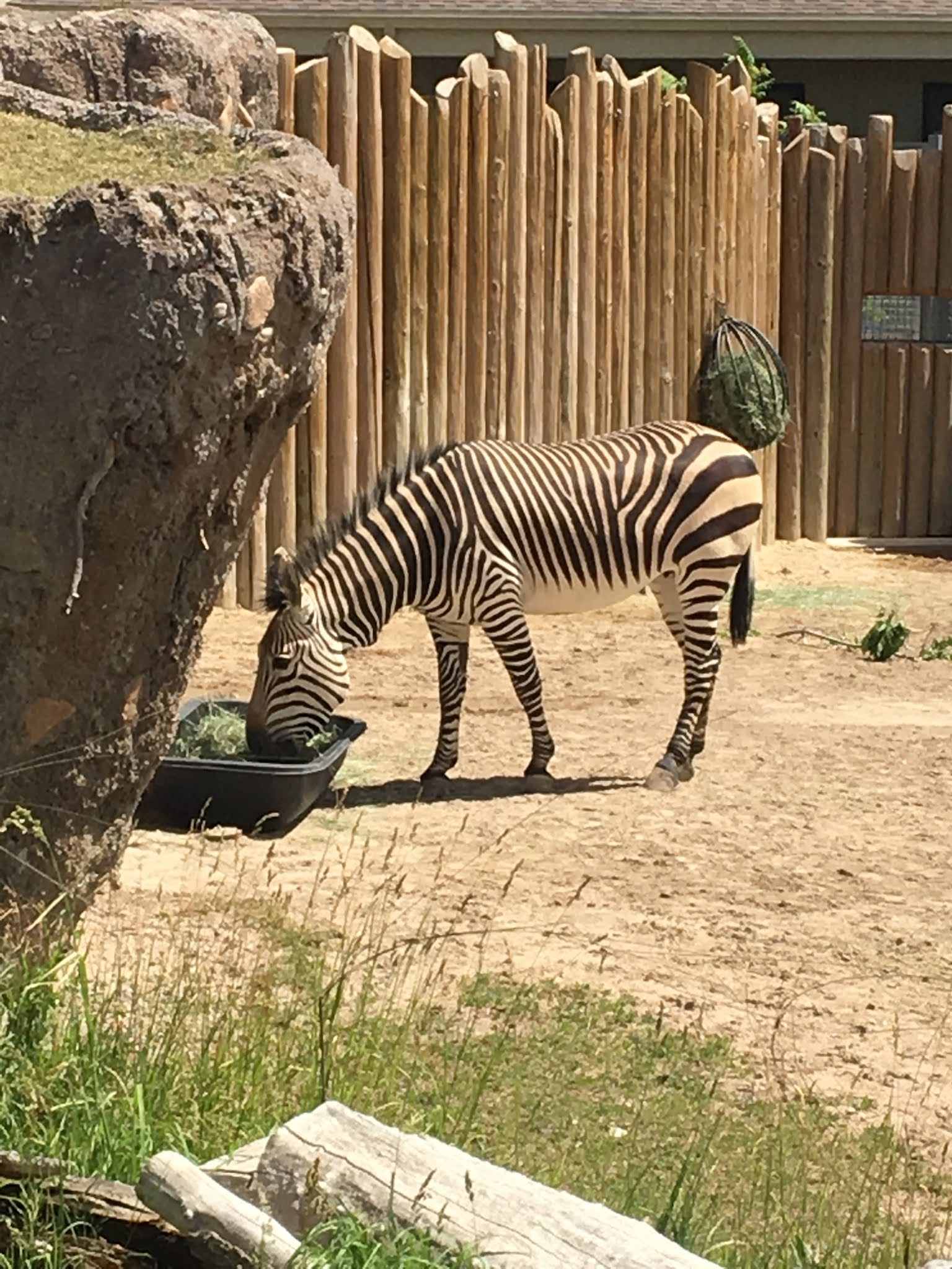 The Geology P.A.G.E.: A Paleontologist Visits the Zoo