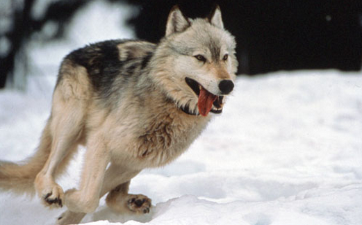 ERIPE LUPUS: LEARN ABOUT WOLVES AND LOVE WOLVES