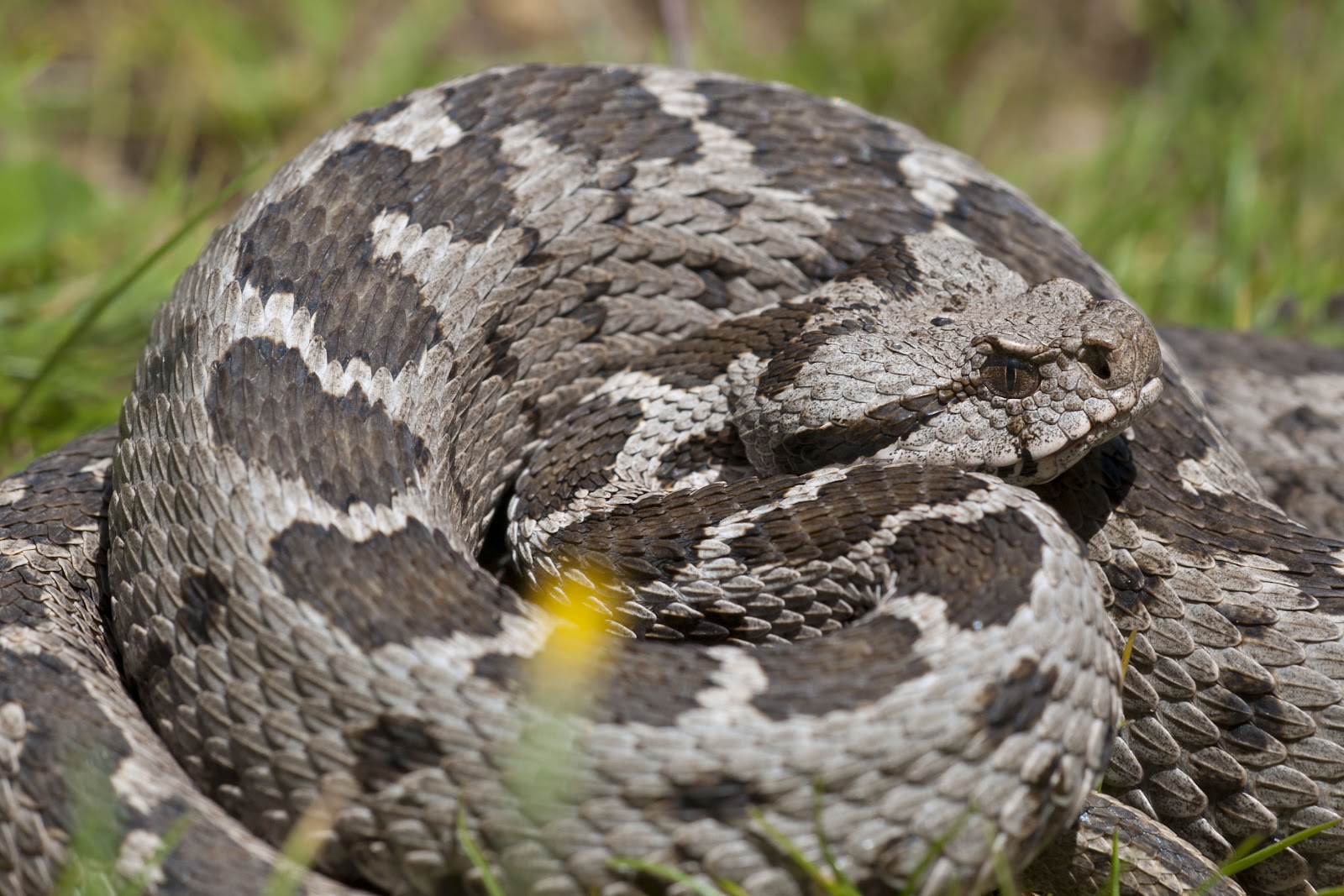 Yorkshire Field Herping and Wildlife Photography: Field Trip to the ...