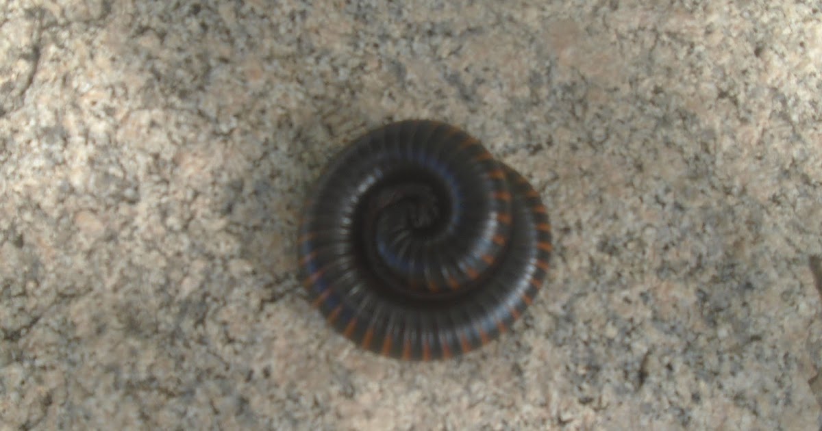 Panobva tsumo dzavashona: Zongororo/ millipede