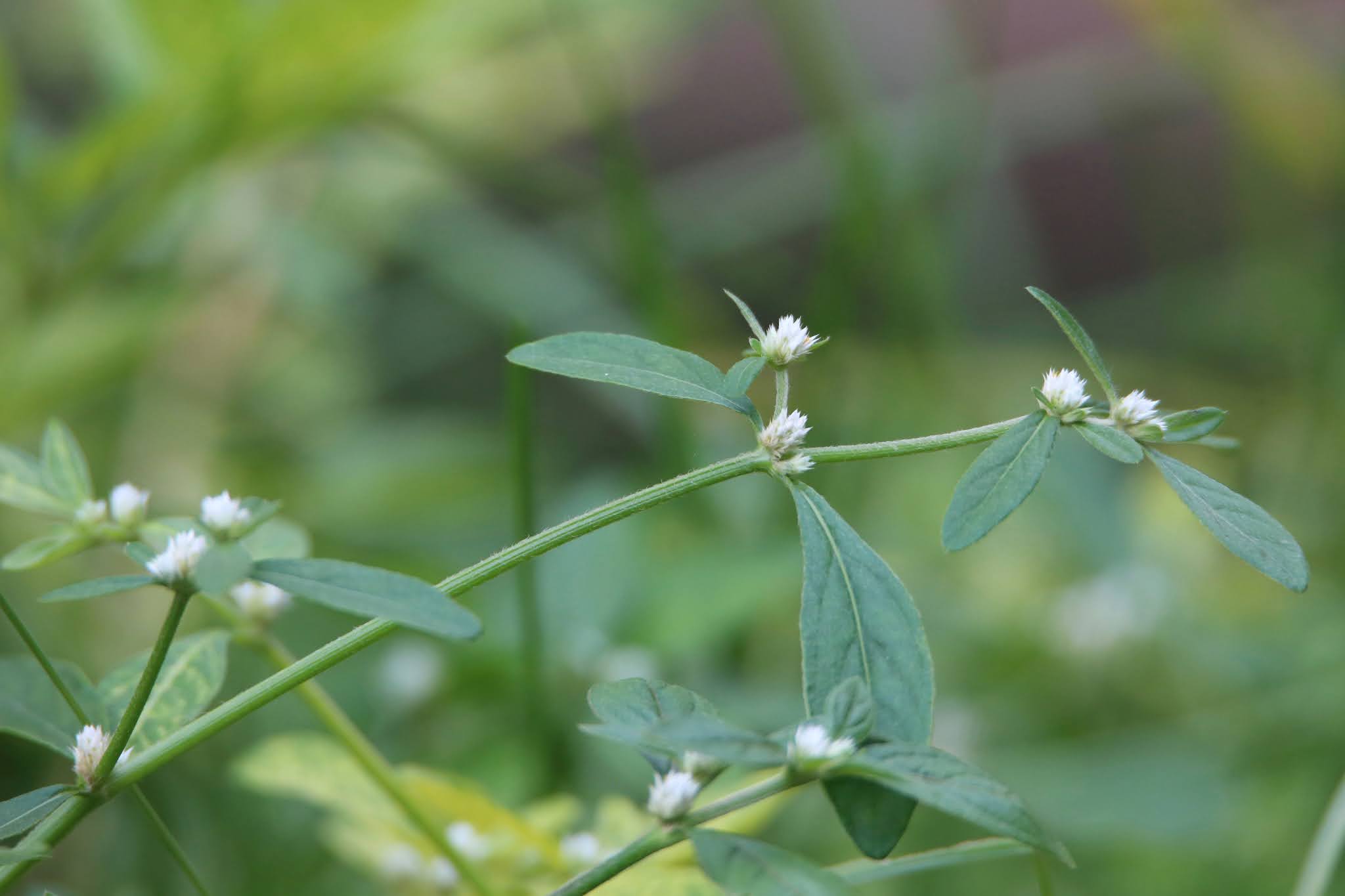 Dwarf Copperleaf Grows allover Tropical Areas