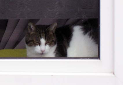 Joke Krul schilder- en tekenlessen: Katten van Delft