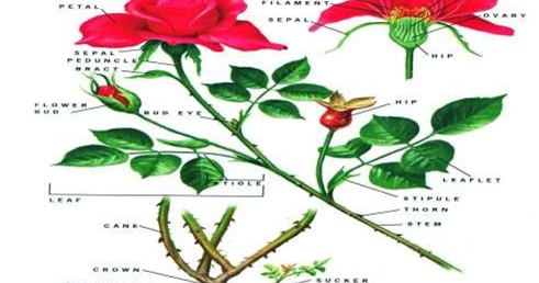 Cultivation of Rose