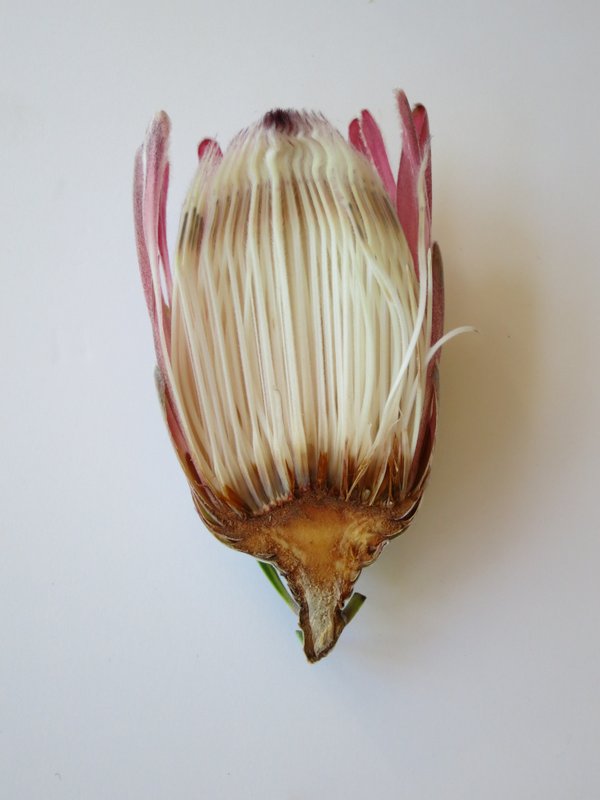 Vicki Lee Johnston - Botanical Art: Plant dissection ...