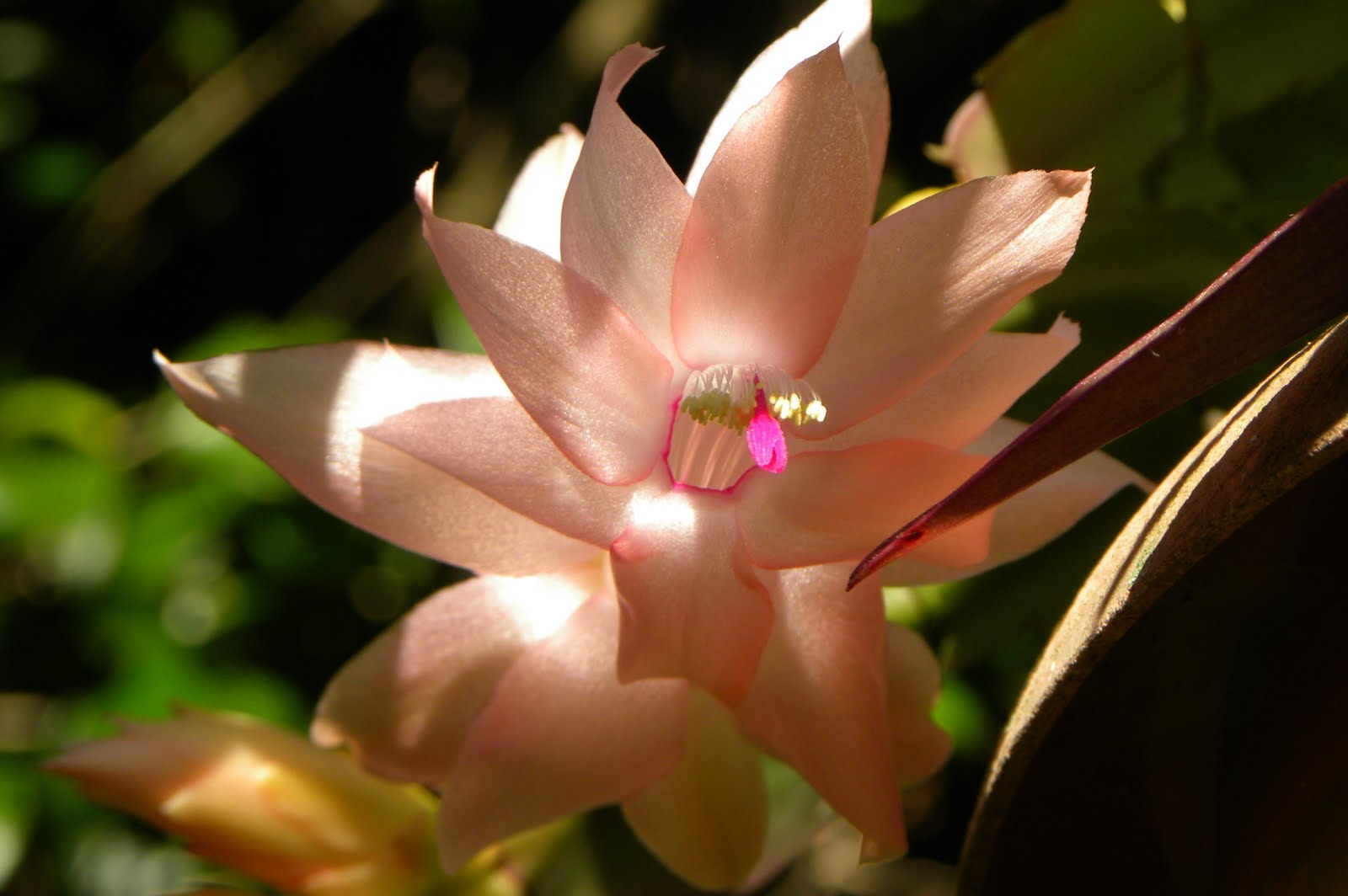 Ubobo Flowers: Zygocactus
