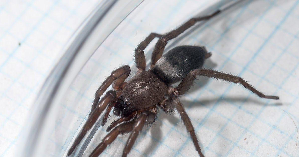 East Glamorgan Wildlife: Mouse Spider query
