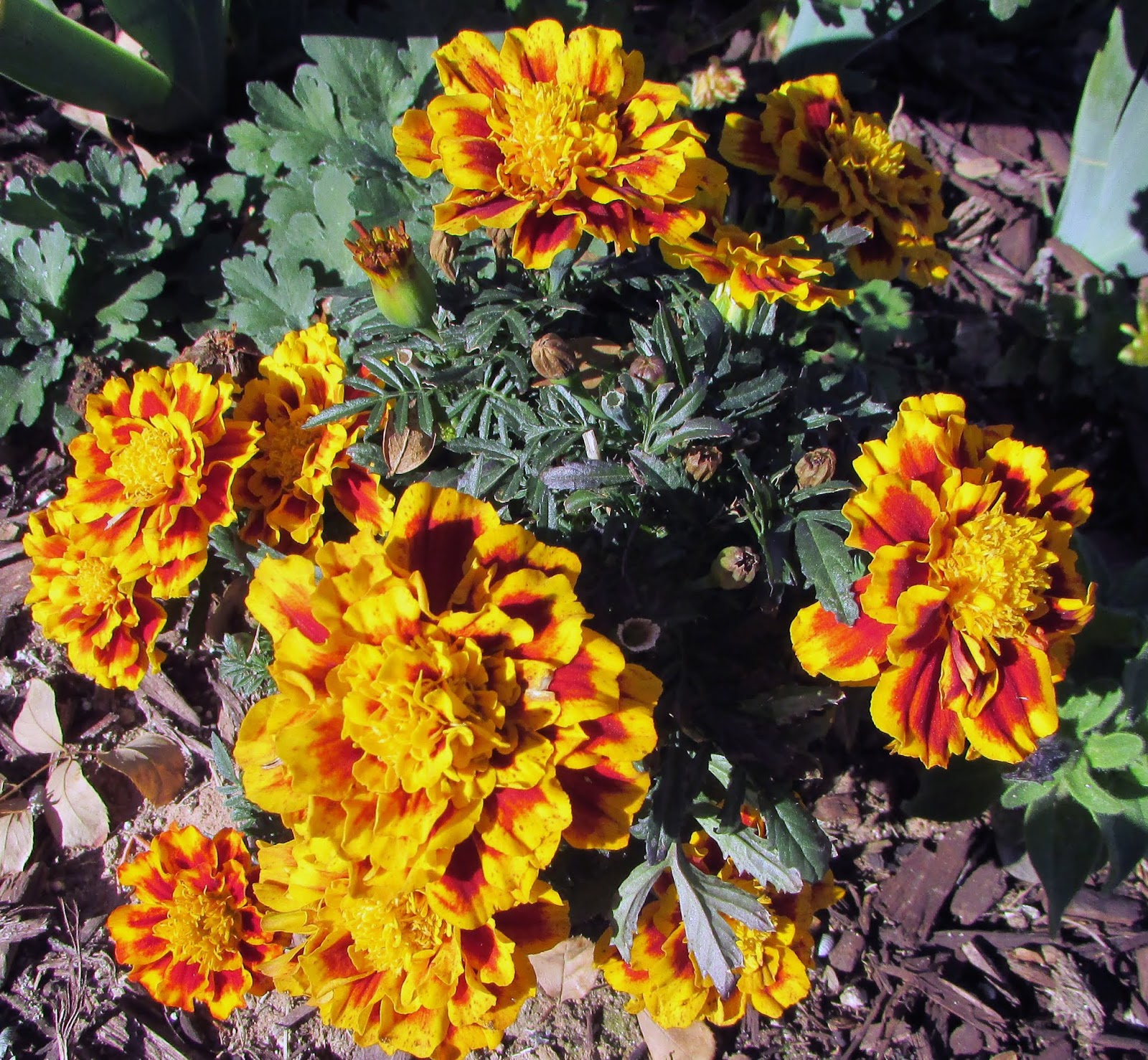 Chandler's Tumbleweed Ranch