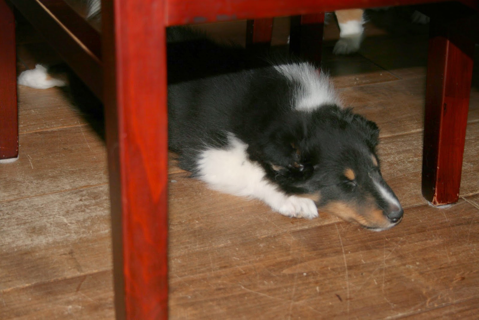 Hyper Hounds Shelties