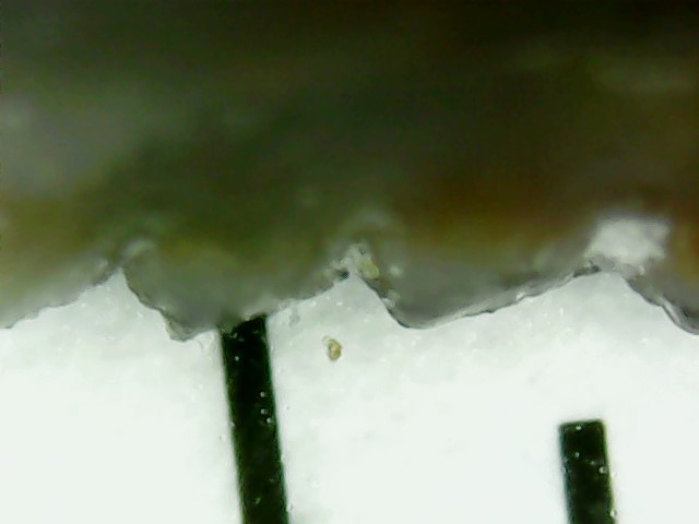 Prehistoric Pub: A Toothy Issue