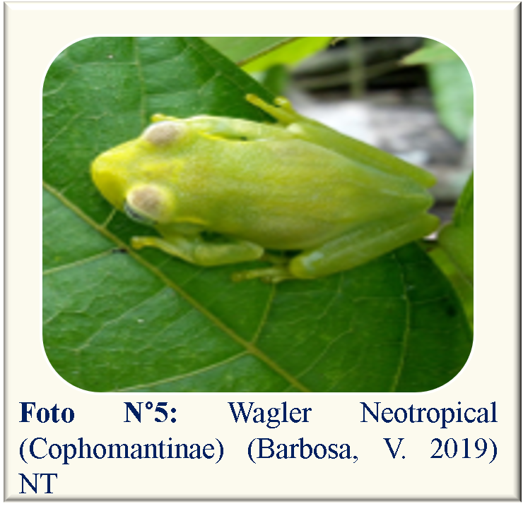 POBLACIONES ANURAS: DIVERSIDAD DE ANUROS