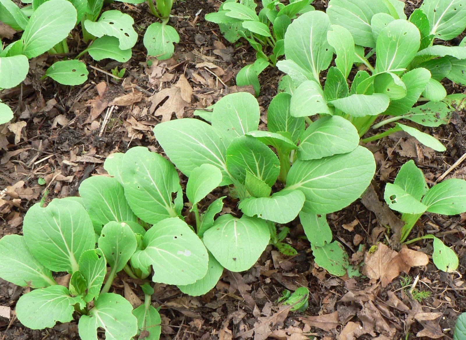 Visit My Garden: Asian Greens