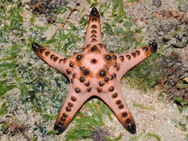 God's wonderful creation: Pretty creatures of Beting Bronok