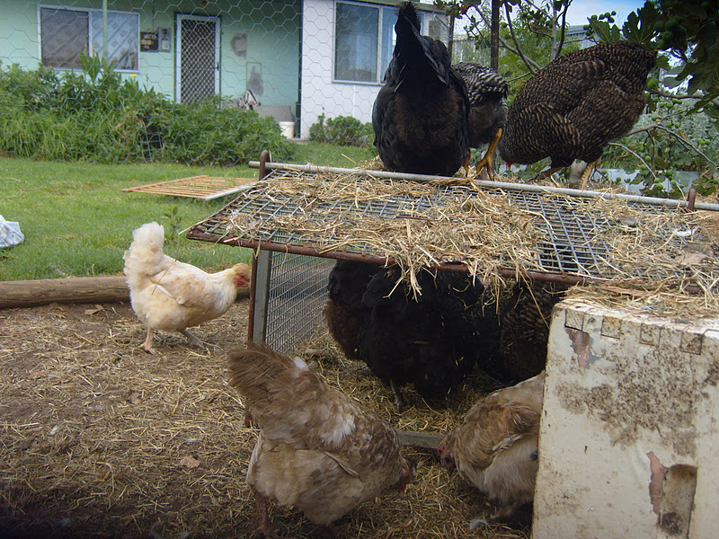 Barb'sBackyard: Fox Trap.