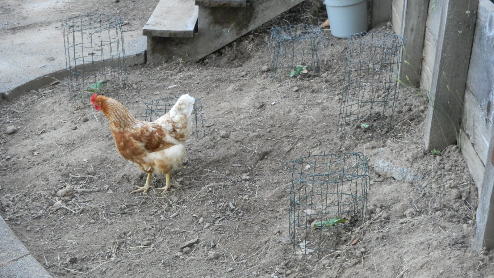 Adventures in Urban Farming: What a Beautiful Thursday