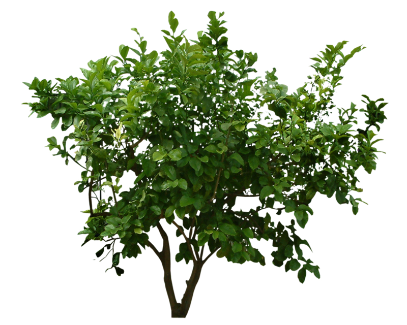 ® Colección de Gifs ®: IMÁGENES DE PLANTAS Y ARBUSTOS