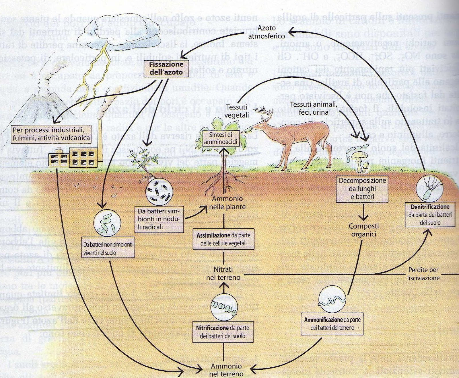 EDEN BIOGarden: Che relazione c’è tra gli organismi e cicli biogeochimici?