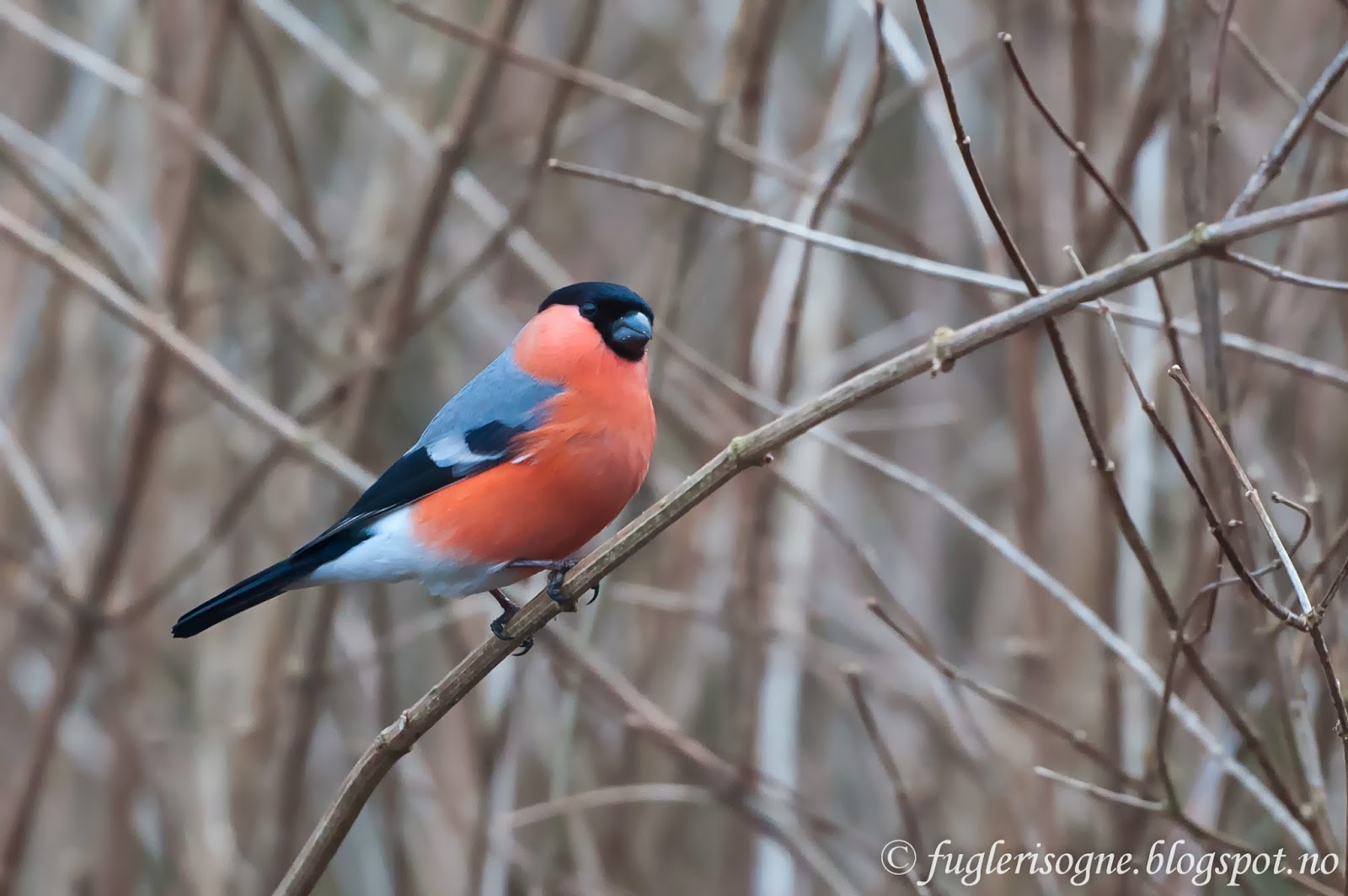 Fugler i Søgne: Dompap på bomtur