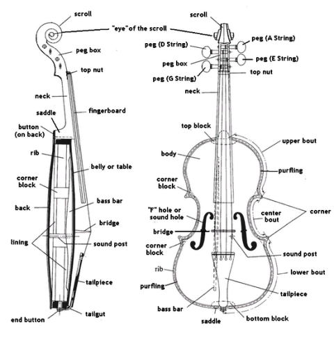 Violin Useful Information: The Anatomy of a Violin