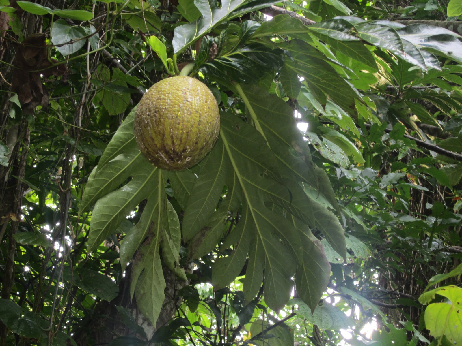 east coast heart and a west coast mentality: NASBR conference in Puerto ...