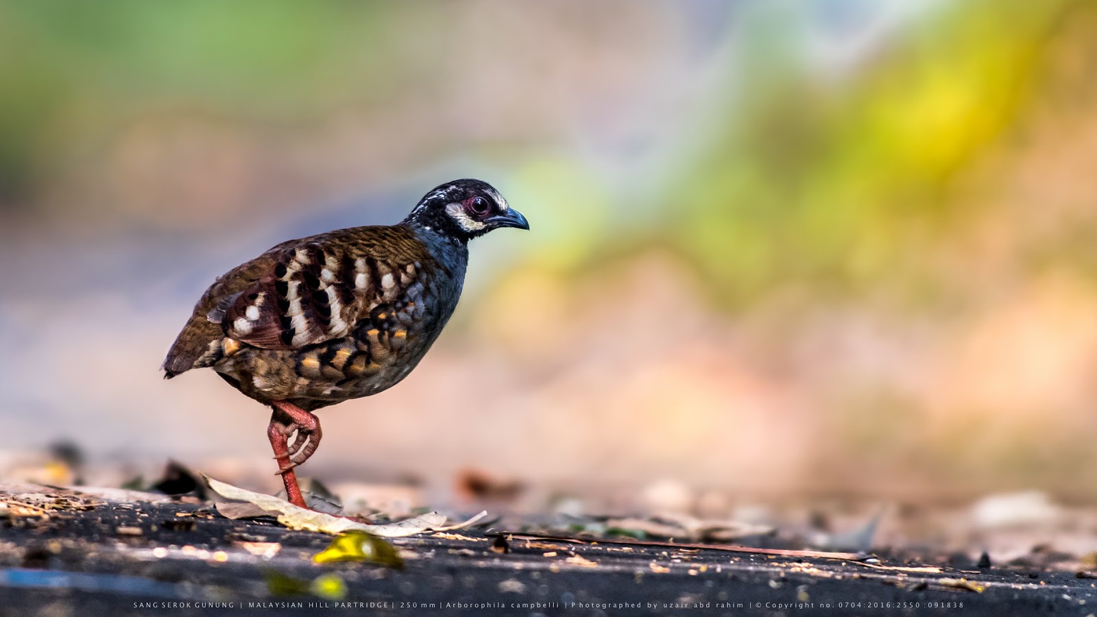 B u r u n g K e l i l i n g R u m a h .....: Sang Serok Gunung ...
