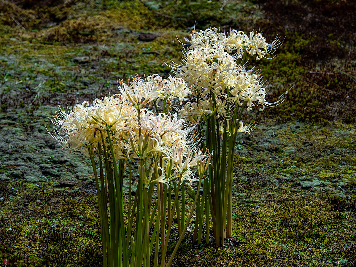FROM THE GARDEN OF ZEN: Higan-bana (Lycoris radiata) flowers: Chojyu-ji