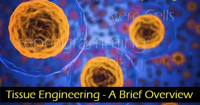 This Is How Tissue Engineering - A Brief Overview On Stem Cell ...