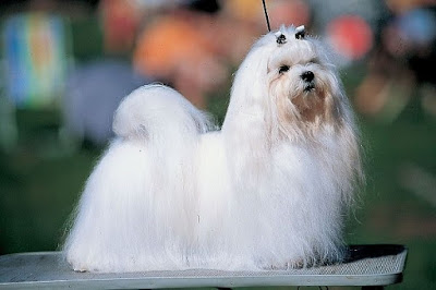 Animales Domesticos: PERRO MALTÉS