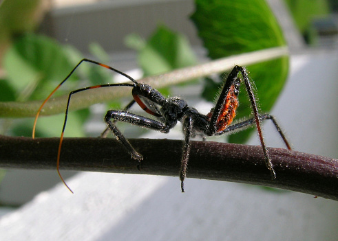 15 Rarest Insects in the world | Rarest Bugs in world | Food | lifespan ...