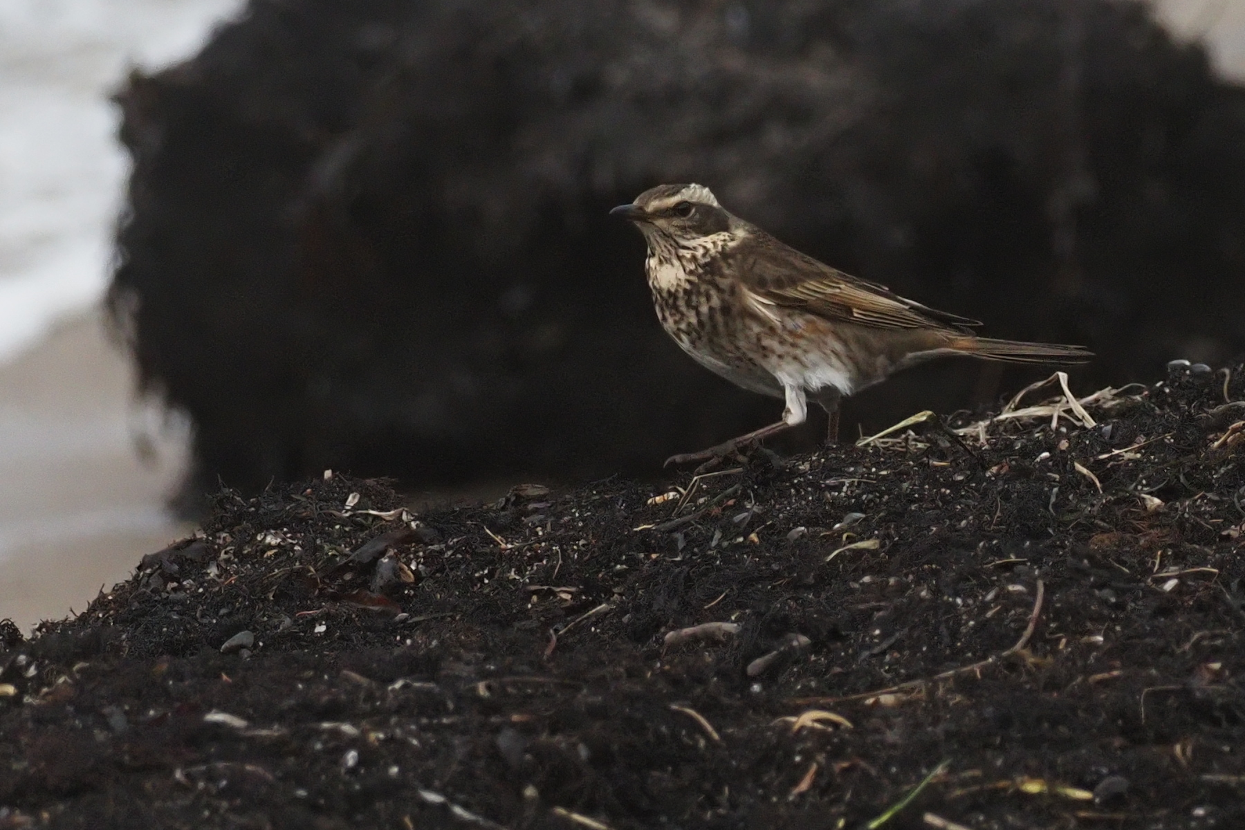 BirdsDK: Dusky Thrush (Turdus eunomus) or Dusky Thrush x Naumann's ...