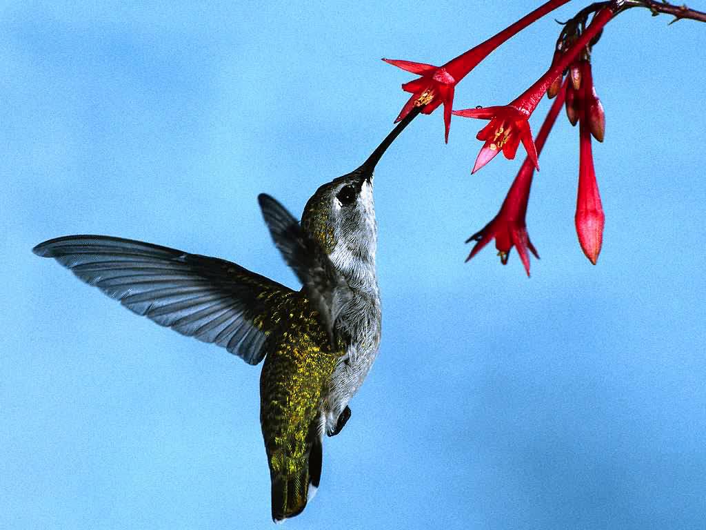 Beautiful Hummingbird in the World