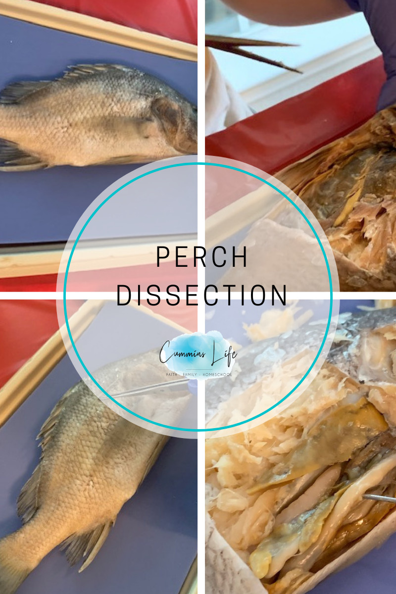 Perch Dissection