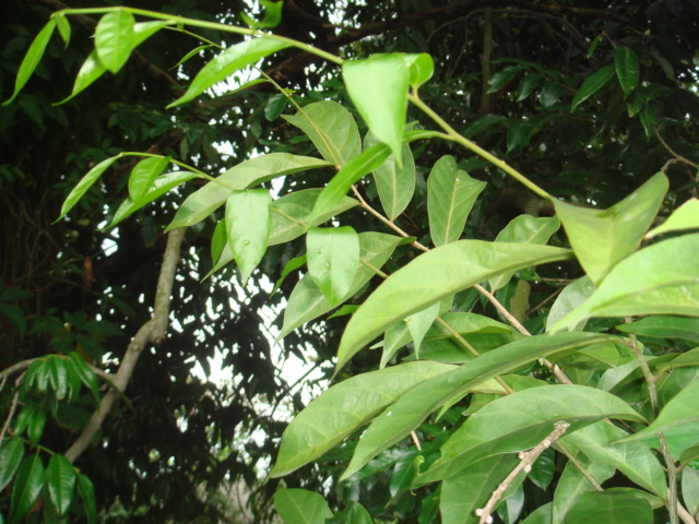 Padang Jawa - Masih Ku Ingat, Dulu Lain Sekarang Lain: Cemperai - Jenis ...