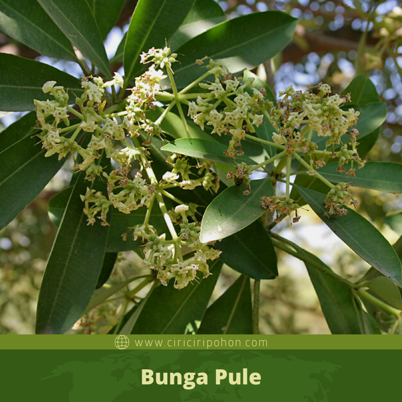 Ciri Ciri Pohon Pulai / Pule (Alstonia scholaris) Di Alam Liar ...