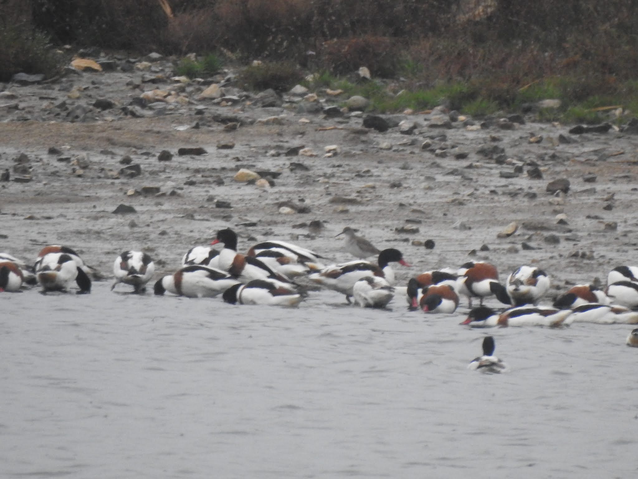 PASARI DIN ROMANIA: FLUIERAR CU PICIOARE ROSII, Tringa totanus