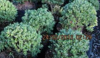 Green Dust For Sale | kinds of ornamental plants