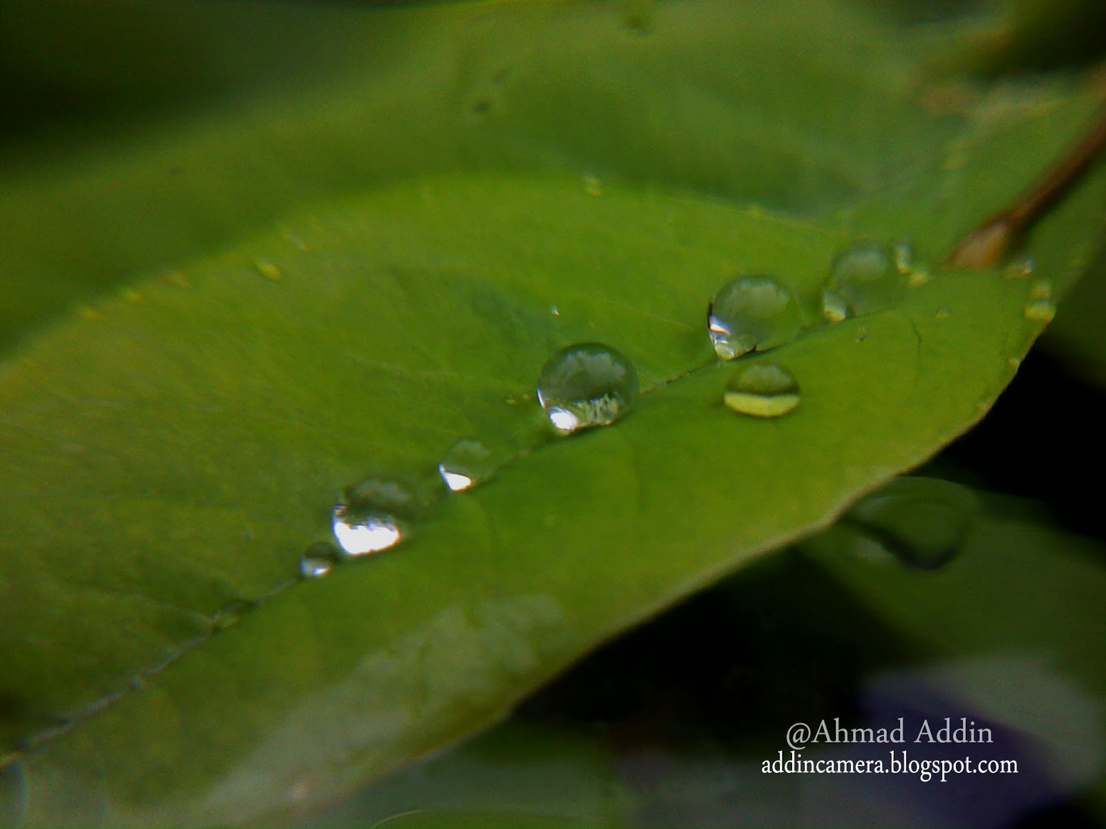 How To Make Simple Micro Lens | Creative Mobile Photography Gallery