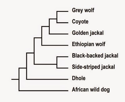 Synapsida: The Dog Family: Three Jackals and a Wolf