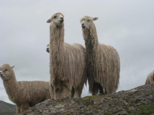 ALPACAS Y ALPACAS DE NUÑOA MELGAR PUNO PERÚ: 1 DE AGOSTO DIA DE LA ALPACA