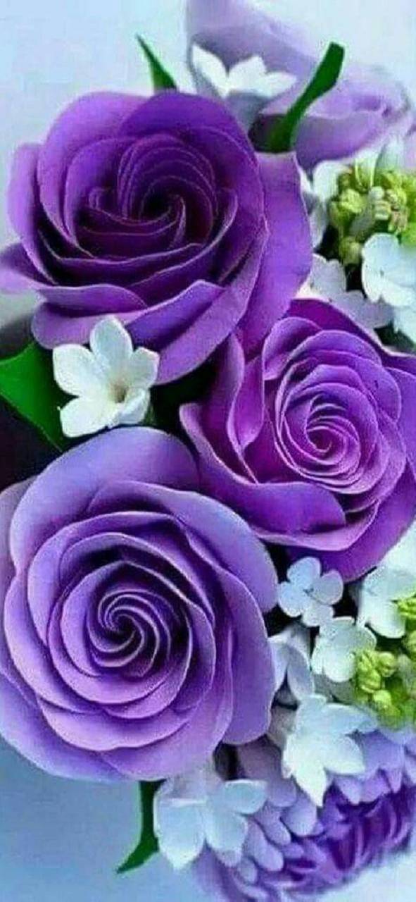 Juan Maldonado: The best Wallpapers and Screensaver of Roses