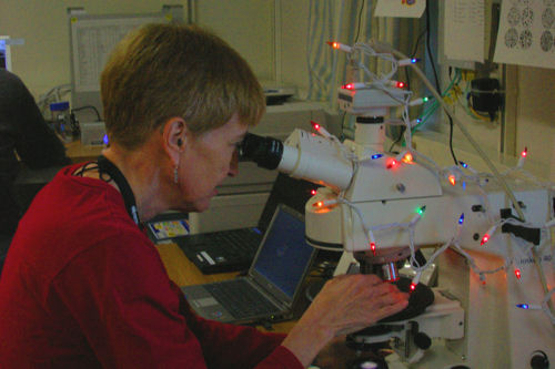 Medical Laboratory and Biomedical Science: Laboratory Christmas Lights