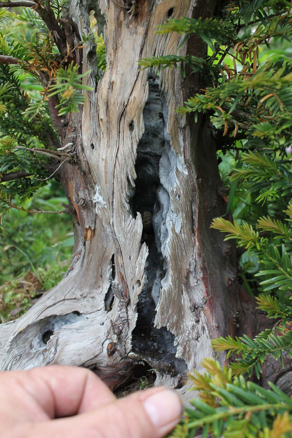 wildwoodbonsai: Taxus baccata. Big Boy!