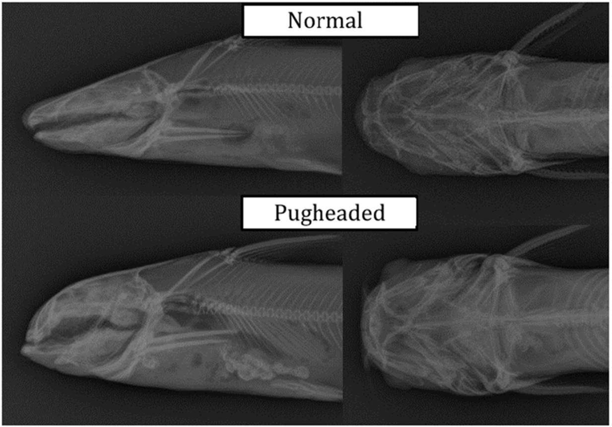 Virginia Tech Ichthyology Class : What’s a pughead? A rare skeletal ...
