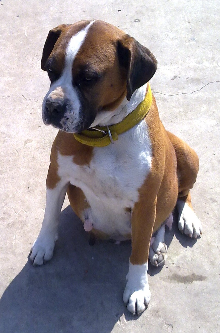 Boxer Argentino: Boxer Argentino , Venus