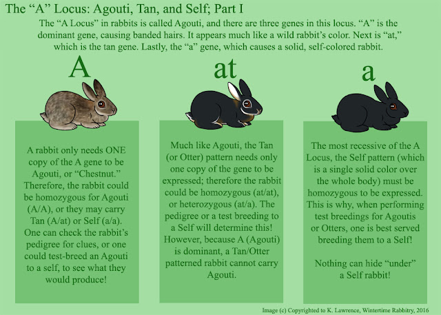 Rabbit Genetics And Musings: Cheat Sheet: Understanding the A Locus ...