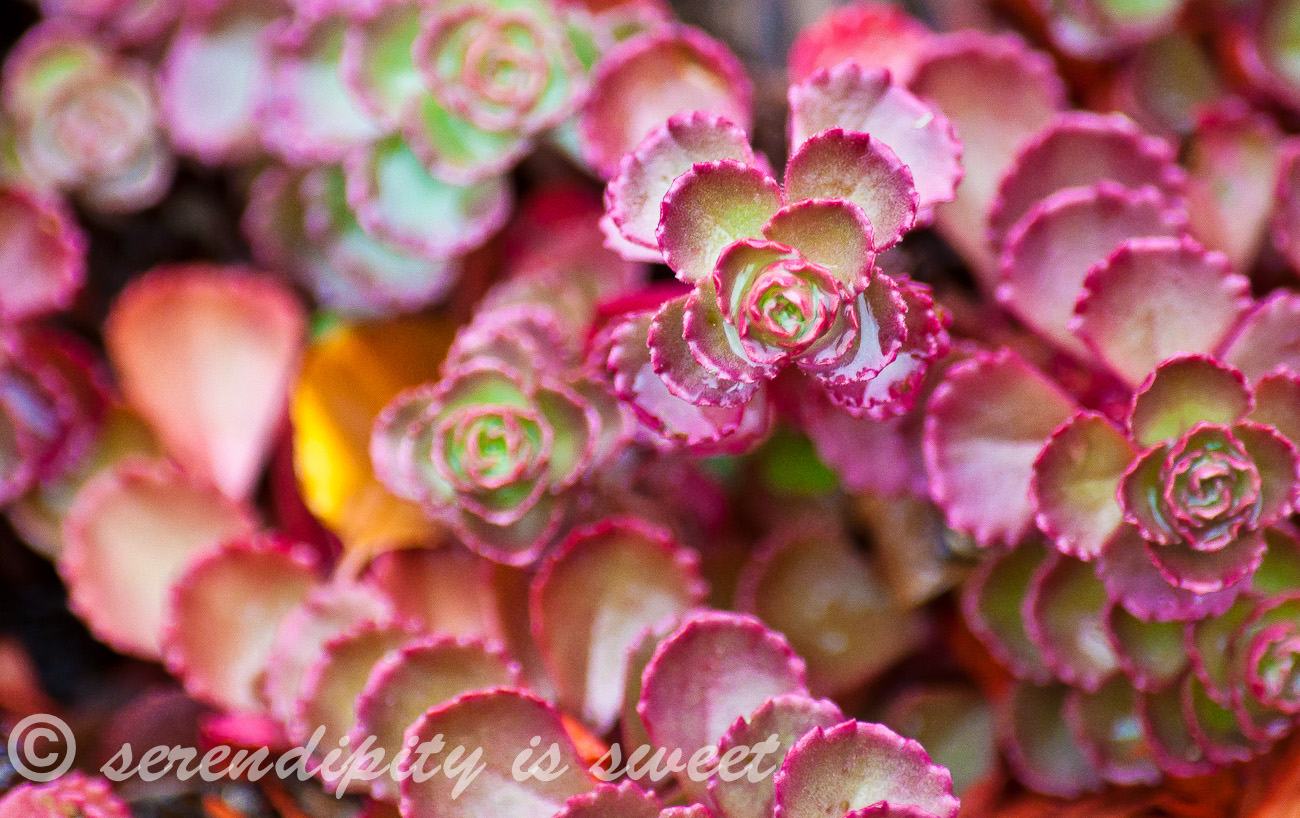 Serendipity is Sweet: Shades of Autumn - Purple