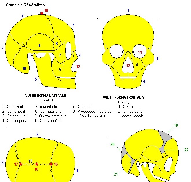 Anatomie de la Tête