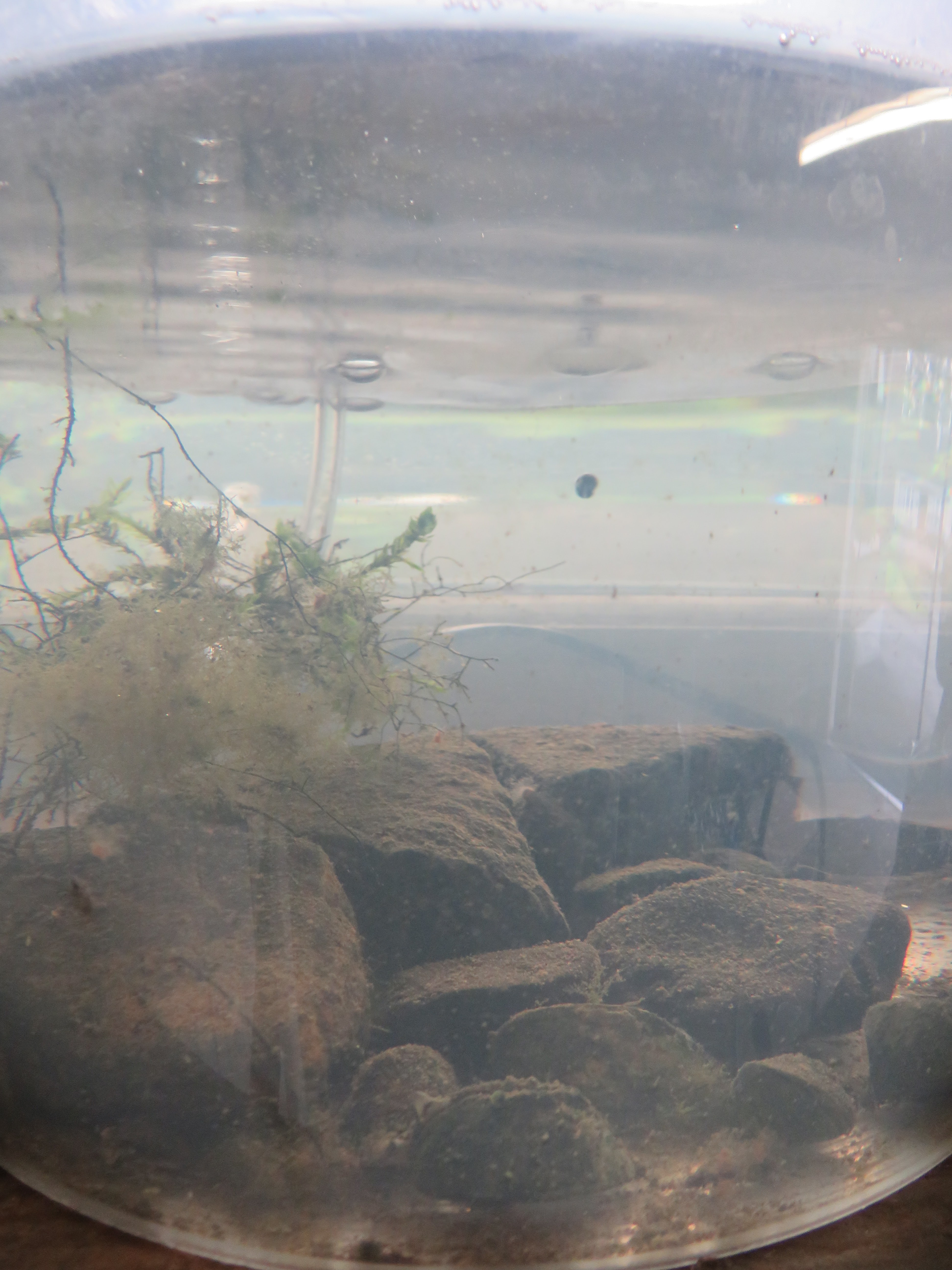 Filtration efficiency in bivalves and examining Zebra Mussels