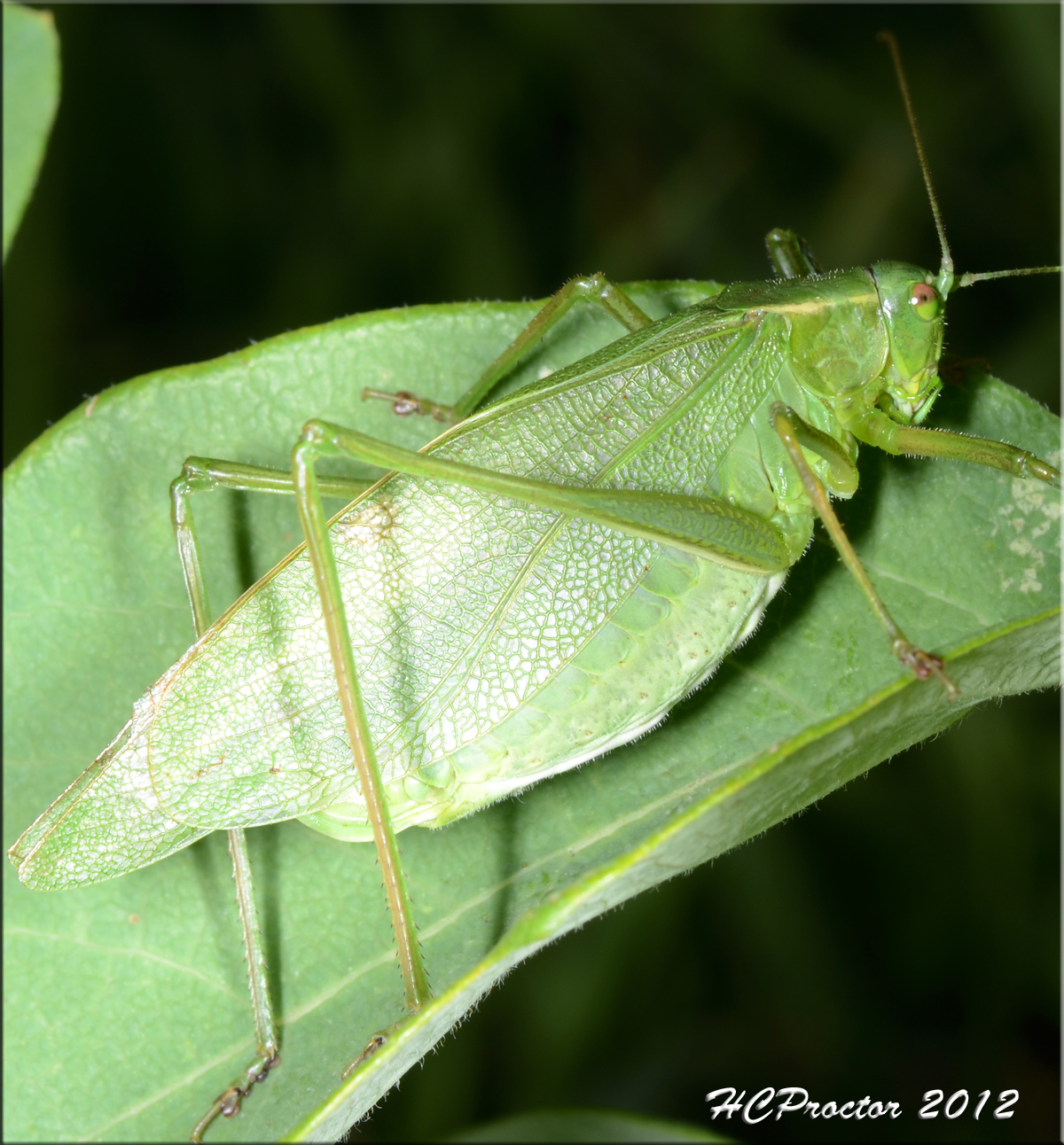 The Home Bug Garden: Katy Didn't: The silence of the summer nights